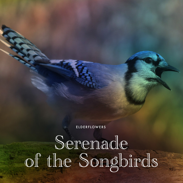 Serenade of the Songbirds - Album by elderflowers | Spotify