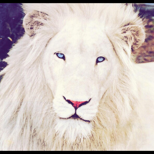 Baby White Lion With Blue Eyes