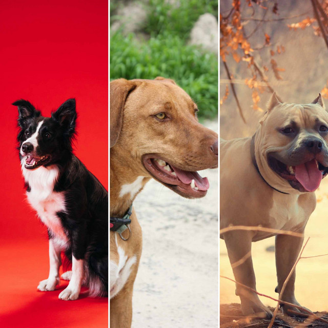 Entertaining - The Best Dogs - Album by Music For Dogs | Spotify