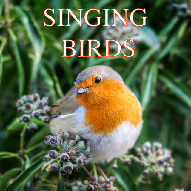 Singing Birds - Album by William Brewster | Spotify