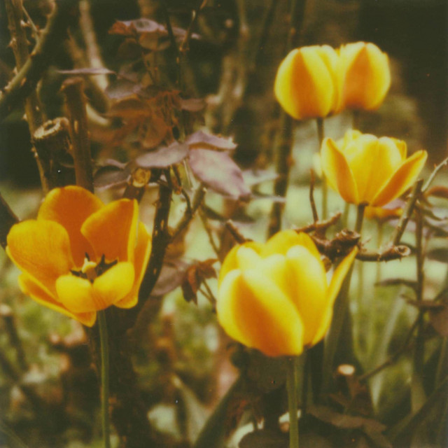 wildflower - Album by Jackson Bybee | Spotify