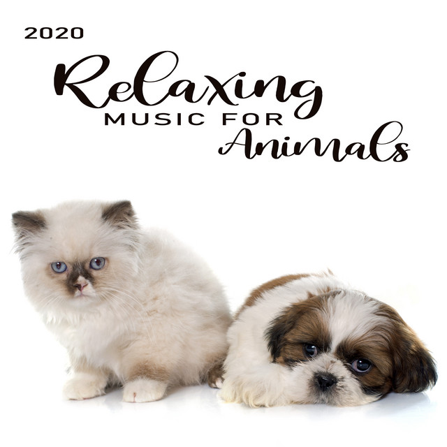 2020 Relaxing Music for Animals: Collection of 15 Calm Songs for Your ...