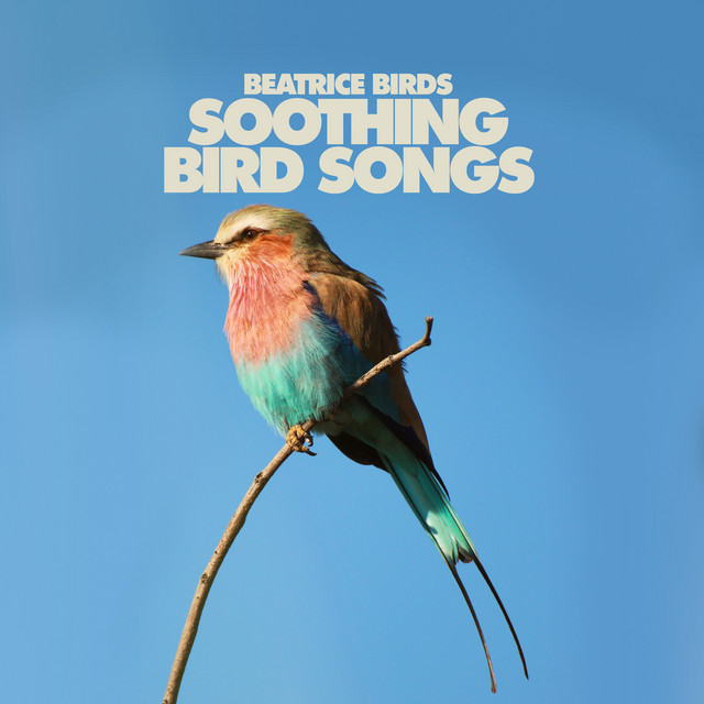 Calling Zen - song and lyrics by Beatrice Birds | Spotify