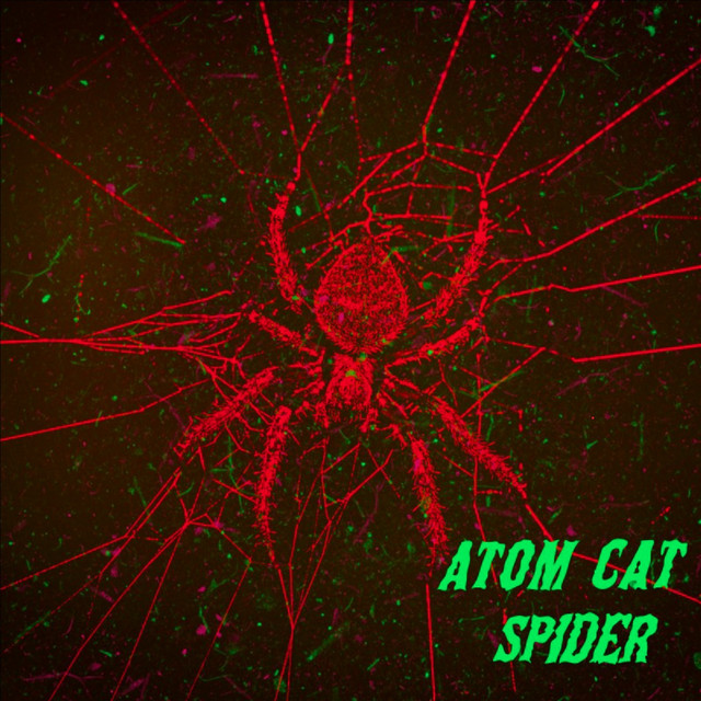 Spider - song and lyrics by Atom Cat | Spotify