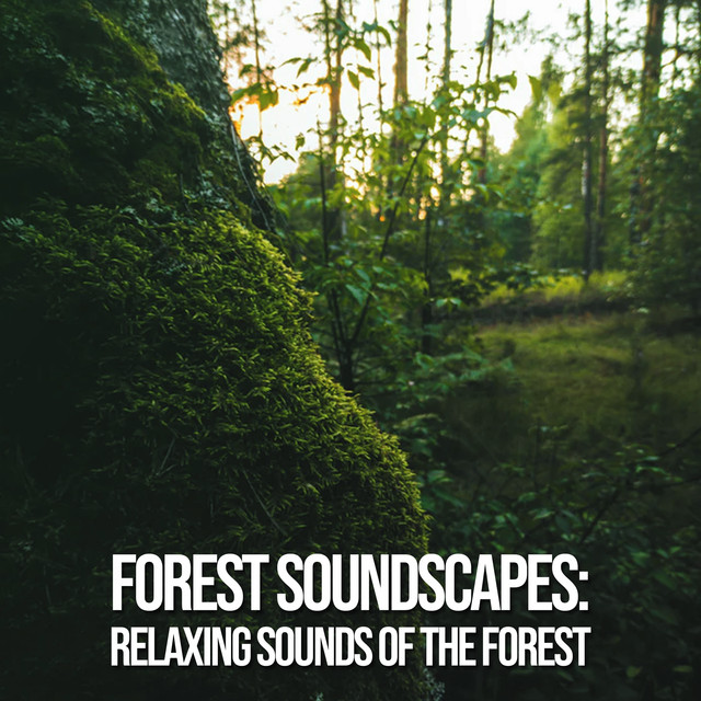 Forest Soundscapes: Relaxing Sounds of the Forest - Album by Forest ...