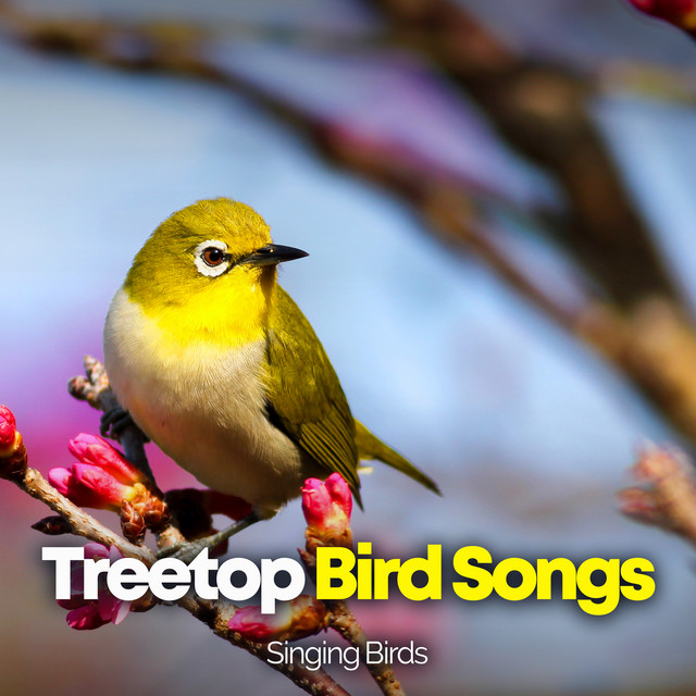 Bird Chirps - song and lyrics by Singing Birds | Spotify