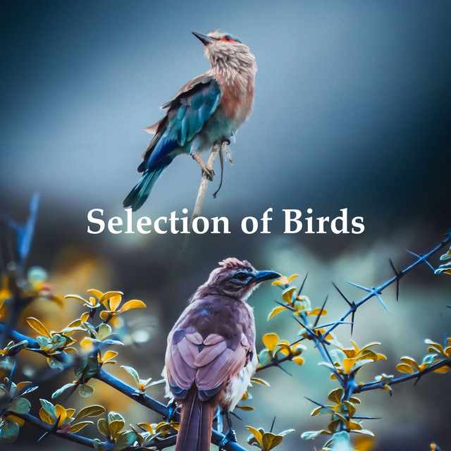 Selection of Birds - Album by Echoes of Nature: Bird Songs, Calls ...