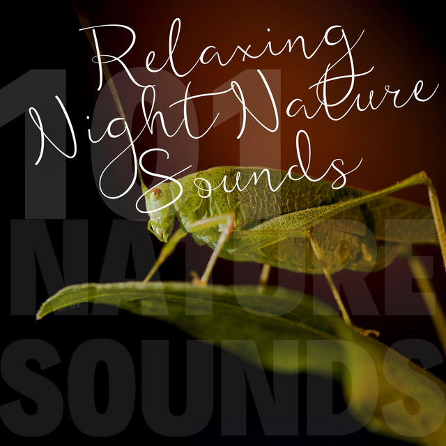 Relaxing Night Nature Sounds - Album by 101 Nature Sounds | Spotify