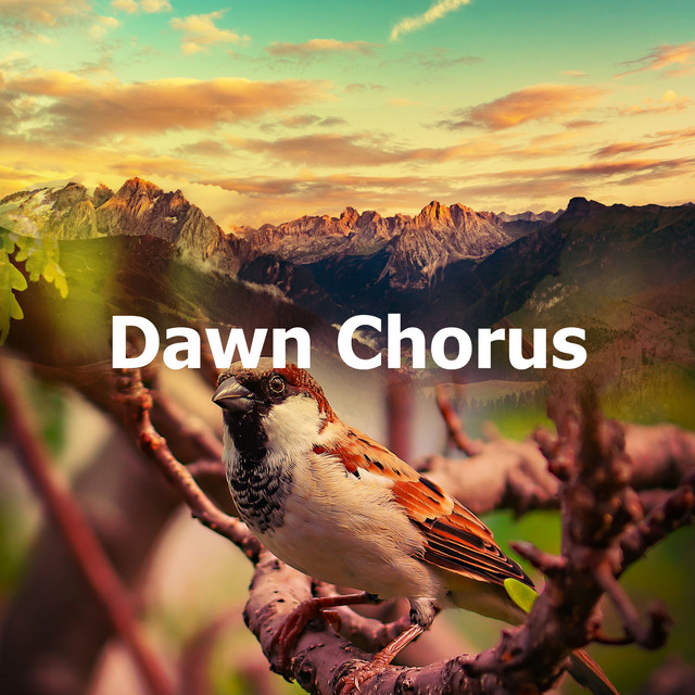 Dawn Chorus - Album by Bird Sounds | Spotify