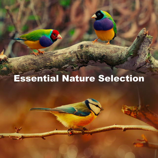 Essential Nature Selection - Album by Forest Sounds FX | Spotify