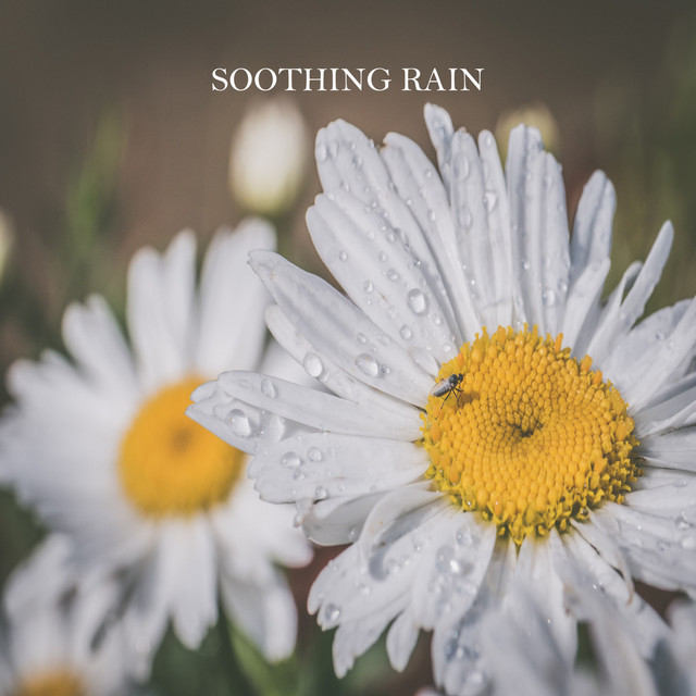 Ambient Sounds: Soothing Rain - Album by Ambient Sounds from Beneluxa ...