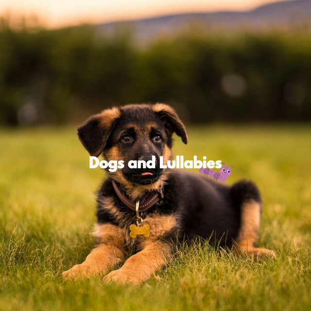 Dogs and Lullabies - Album by Musica Relajante para Perros Momentos ...