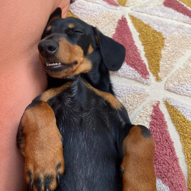 Hot Dog - Album by Derek The Dachshund | Spotify
