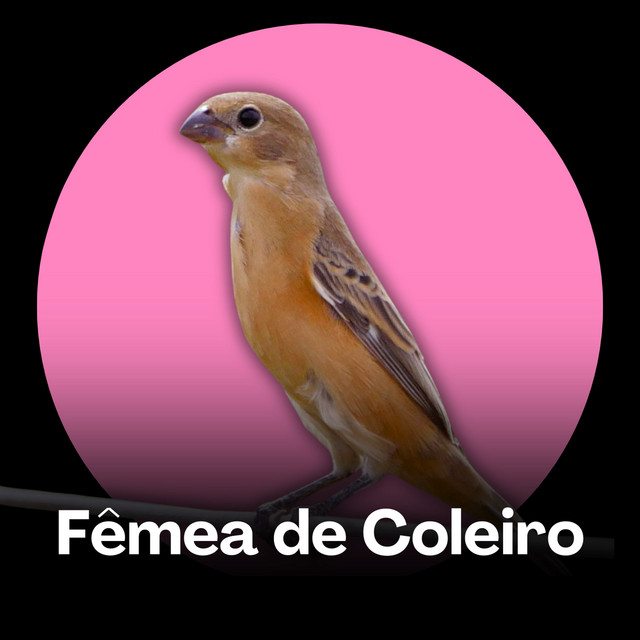 Fêmea de Coleiro - Chamados Especiais (Esquenta) - Compilation by ...