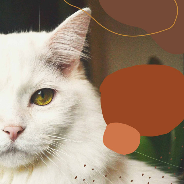 Music for Kittens Playing - Sax Jazz - Album by Cat Music Dreams | Spotify