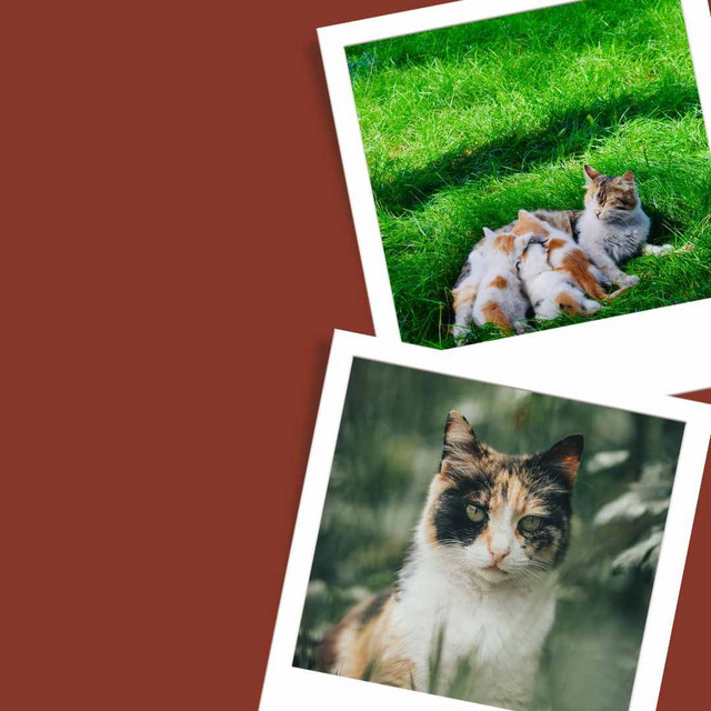 Lonely Cat (Music) - Album by RelaxMyCat | Spotify