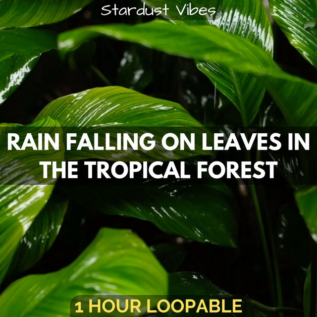 Rain Falling on Leaves in the Tropical Forest: One Hour (Loopable ...