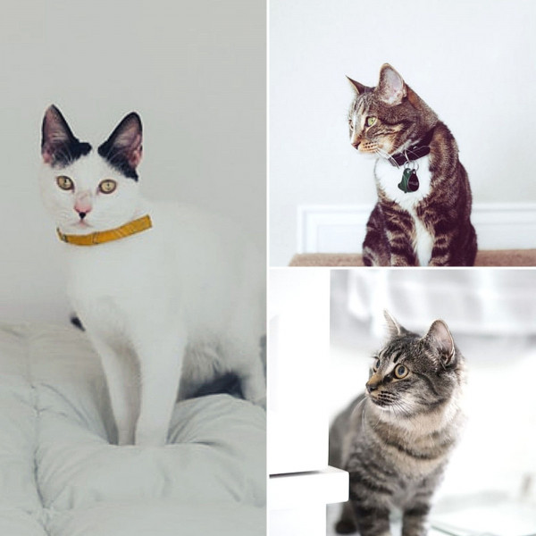 Music for Kitty Cats - Jazz Ballad - Album by Cat Music | Spotify