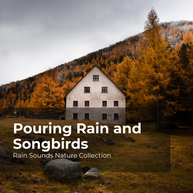 Pouring Rain and Songbirds - Album by Rain Sounds Nature Collection ...