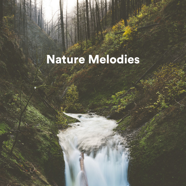 Nature Melodies - Album by Nature Ambience | Spotify