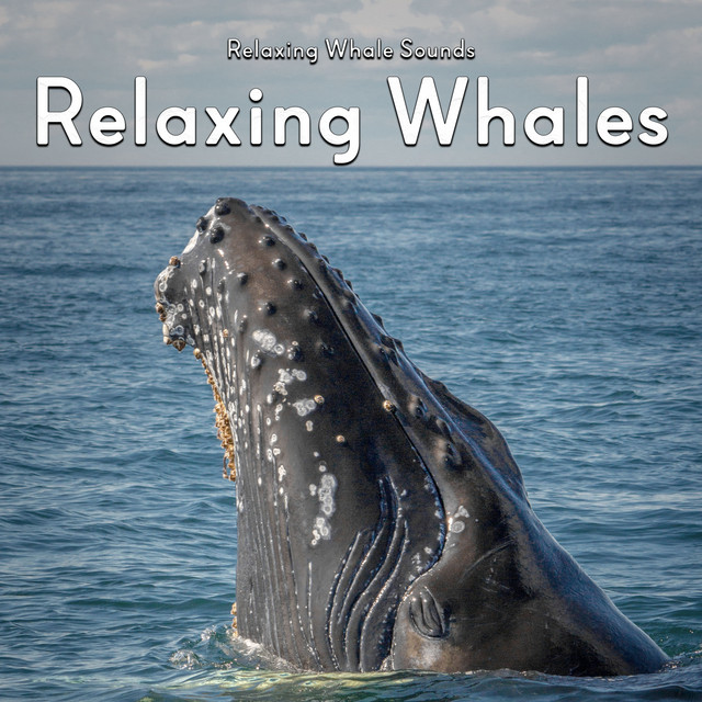 Relaxing Whales - Album by Relaxing Whale Sounds | Spotify