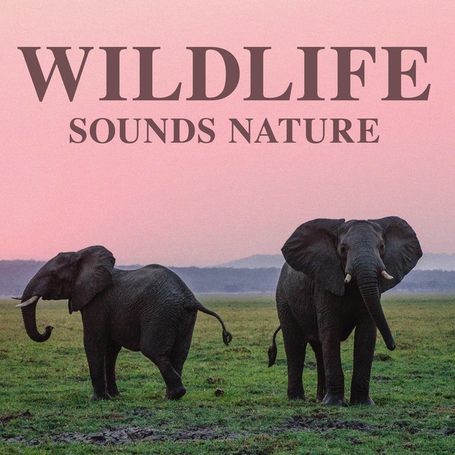 Wildlife Sounds Nature ! ! ! ! - Album by Life Sounds Nature | Spotify