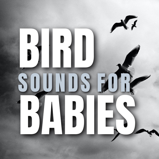 Bird Sounds for Babies - Album by Bird Songs | Spotify