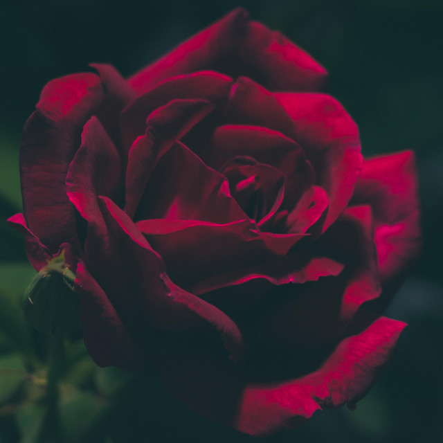 Symphony for Mama - Single by Nate Cano | Spotify