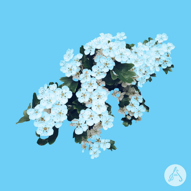 Blue and White Garden - Single by Ari Barack Fisher | Spotify