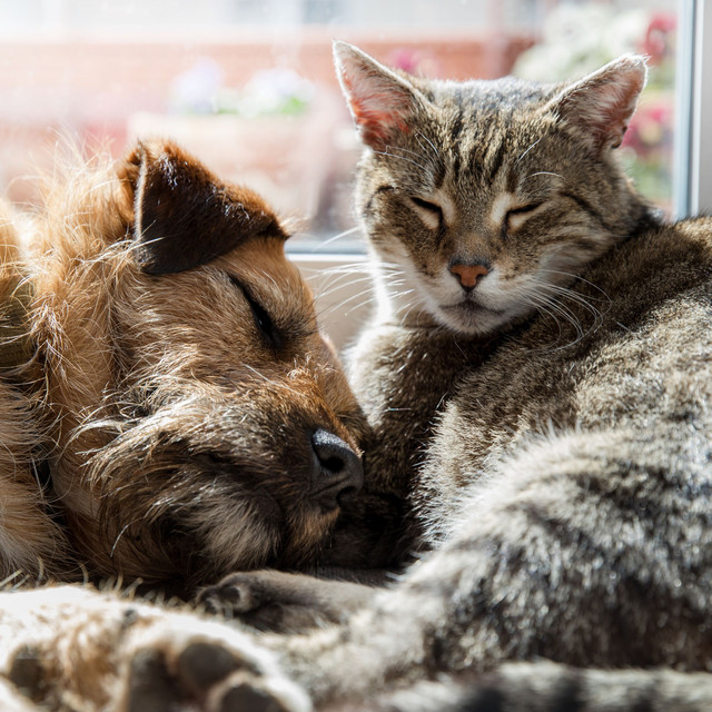 Melodic Pet Whispers: Binaural Sound for Relaxed Furry Friends - Album ...