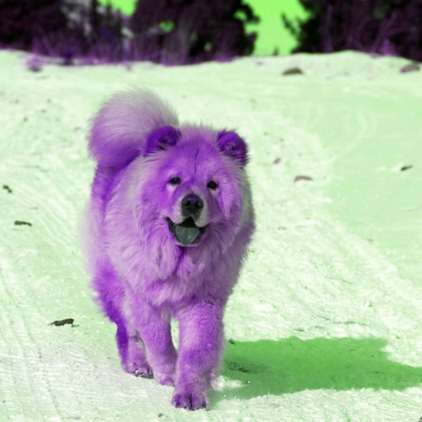 Astounding Background Music for Jazzy Dogs - Album by Relaxing Pet ...