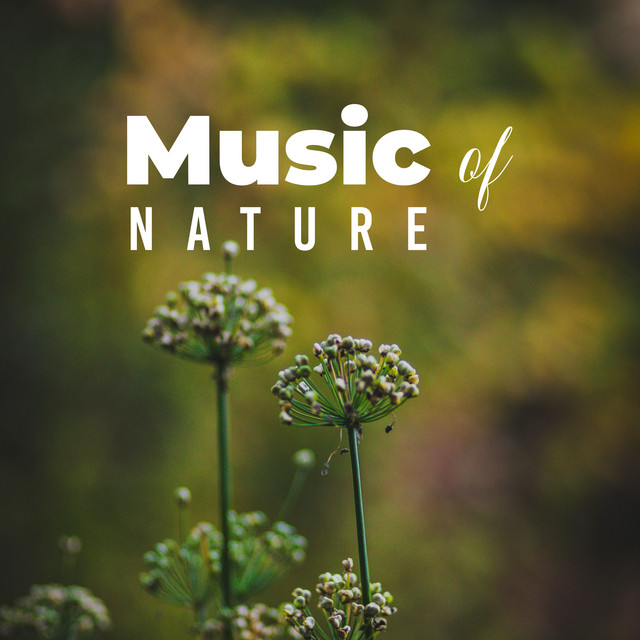 Music of Nature - Birds Singing, Sounds of Water, Heat of Rain, Smell ...