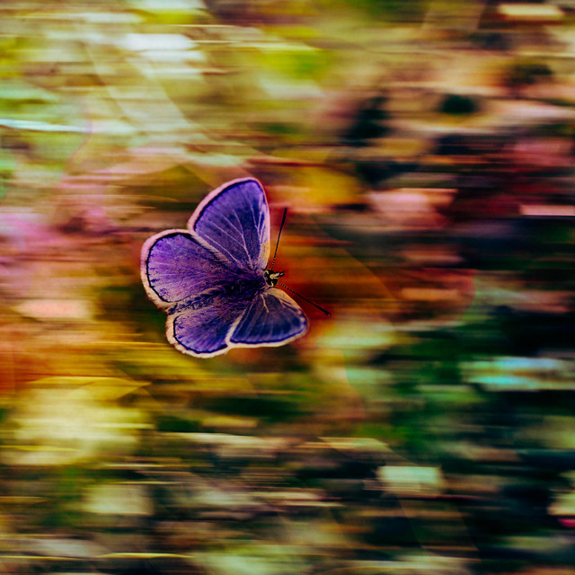The Butterfly - Single by Paul Schepers | Spotify