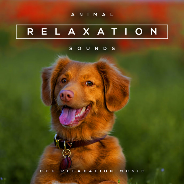 Animal Relaxation Sounds - Album by Dog Relaxation Music | Spotify