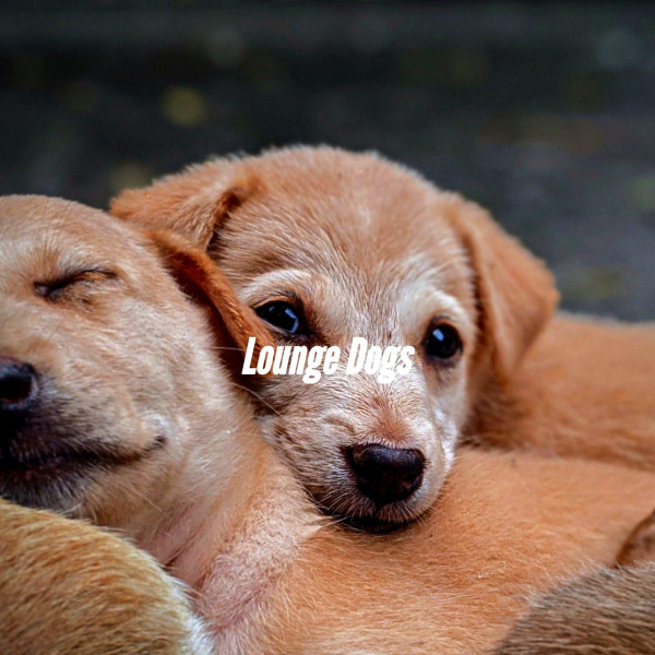 Lounge Dogs - Album by Puppy Music | Spotify