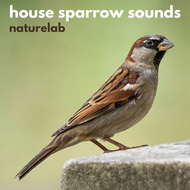 House Sparrow Sounds - song and lyrics by Naturelab | Spotify