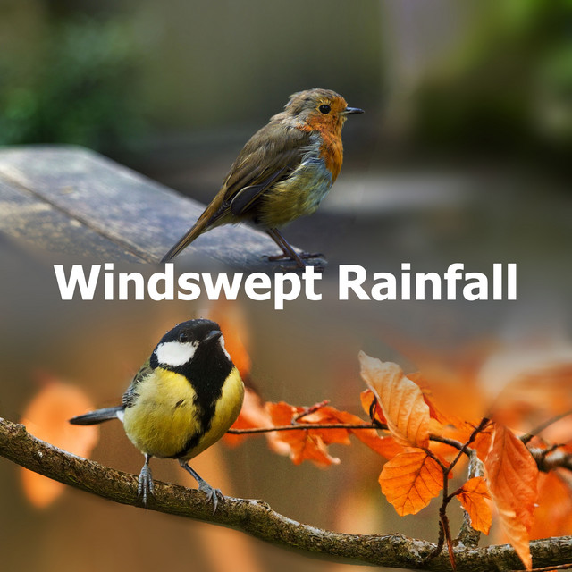Windswept Rainfall - Album by Singing Birds | Spotify
