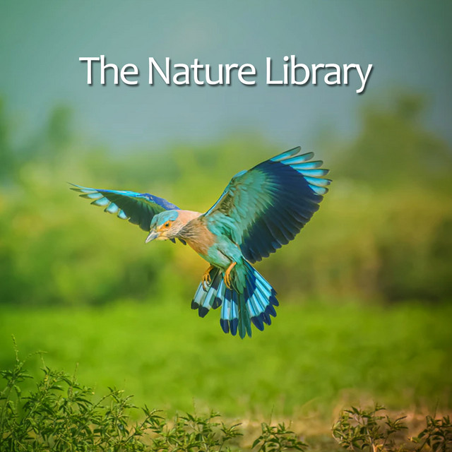 The Nature Library ! ! ! ! ! ! - Album by Nature Sounds | Spotify