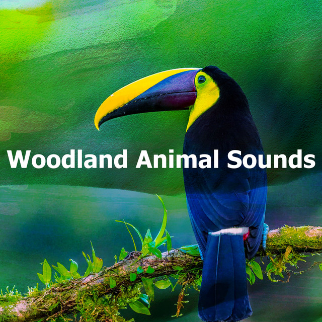 Woodland Animal Sounds - Album by Animal and Bird Songs | Spotify