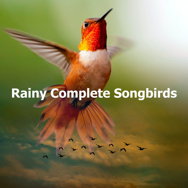 Rainy Complete Songbirds - Album by Bird Sounds | Spotify