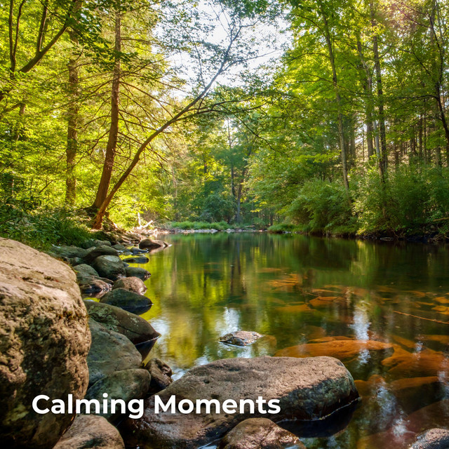 Calming Moments - Album by Pleasant Ambience | Spotify