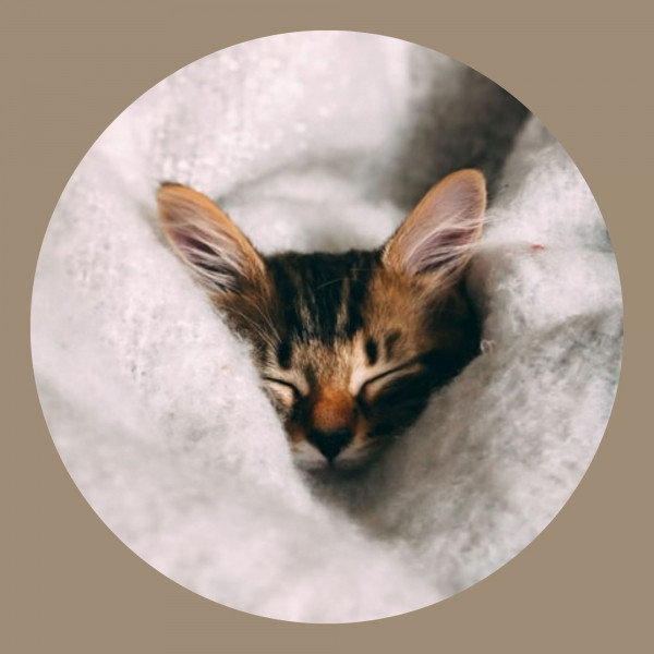 Distinguished Background for Happy Cat - Album by Music for Cats Peace ...