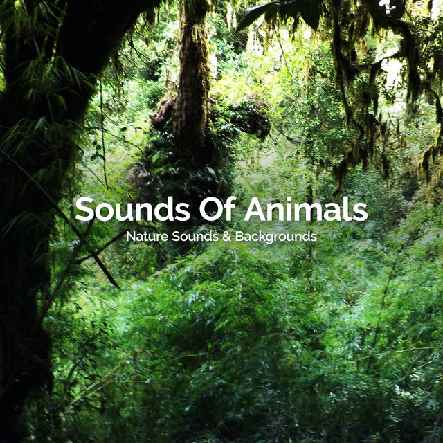 Sounds Of Animals - Album by Nature & Sounds Backgrounds | Spotify