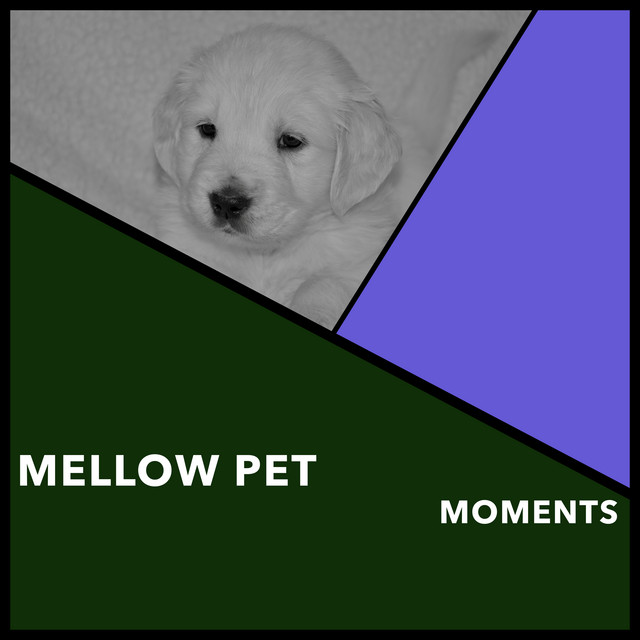 Mellow Pet Moments - Album by Dogs Music Therapy | Spotify