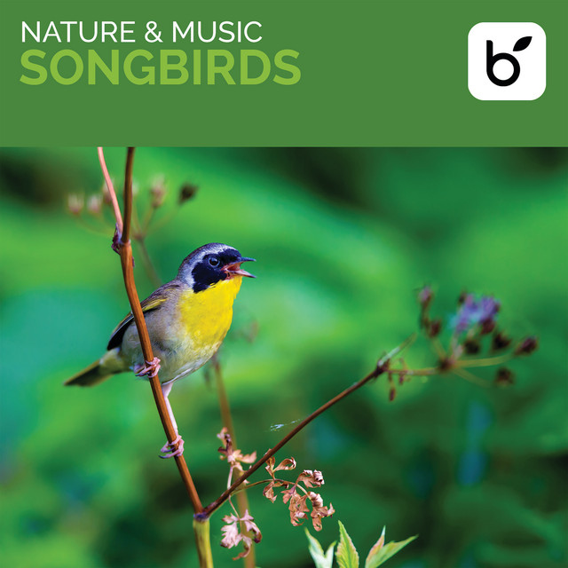 Nature & Music: Songbirds - Album by Brian Hardin | Spotify