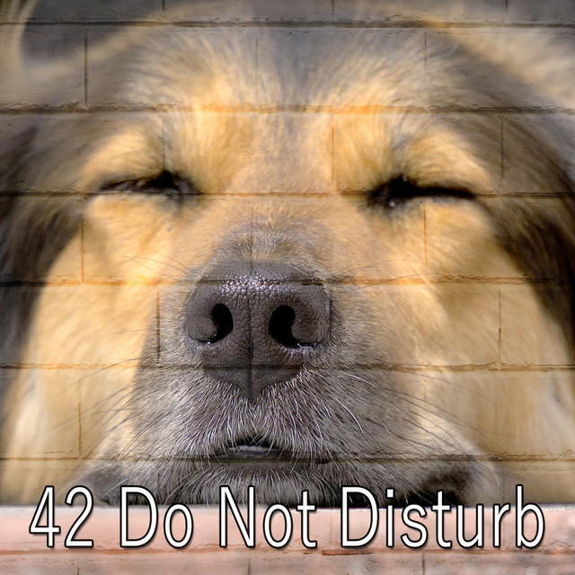 42 Do Not Disturb - Album by Spa | Spotify