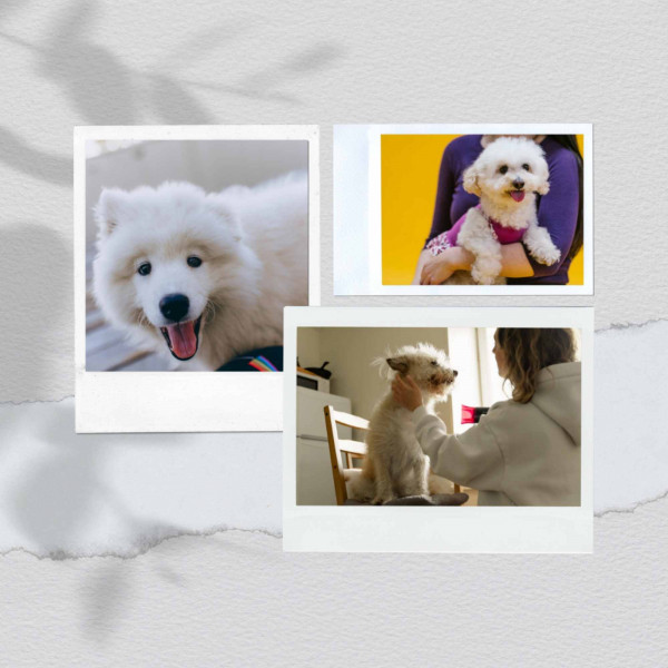 Superlative Quartet Jazz - Ambiance for Splendid Dogs - Album by Music ...