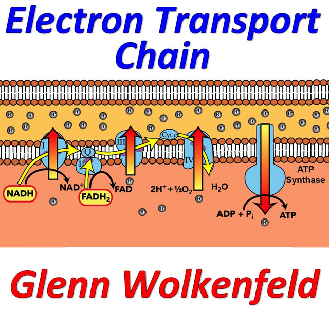 Electron Transport Chain - Single by Glenn Wolkenfeld | Spotify
