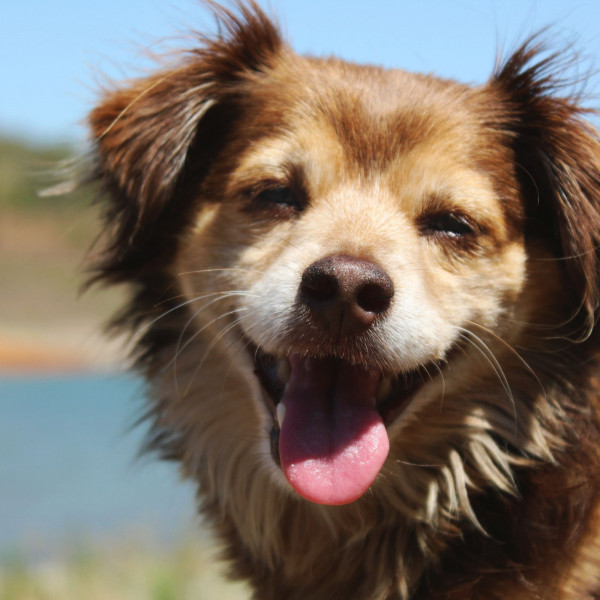 Background for Calming Your Puppy - song and lyrics by Relaxing Dog ...