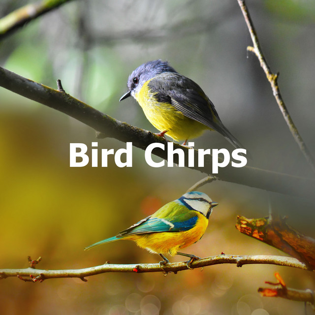 Bird Chirps - Album by Singing Birds | Spotify
